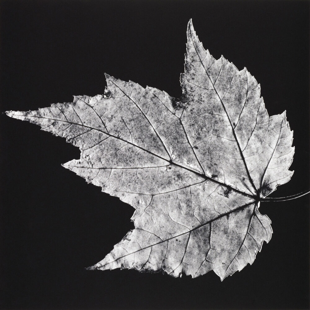Robert Mapplethorpe: Subject Object Image – Alison Jacques